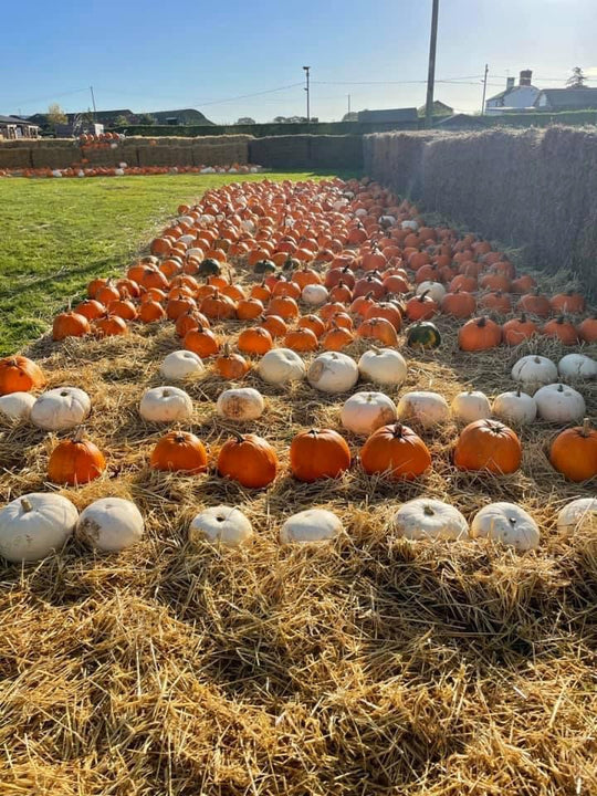 Pumpkins – Rainfords Farm Ltd
